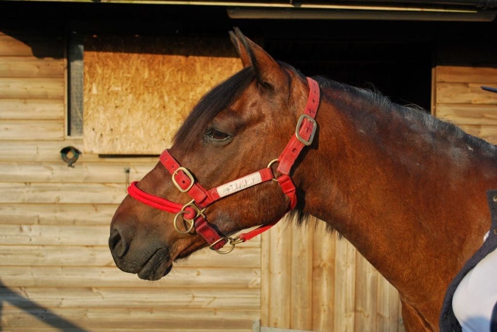 How to Fit the Dually Halter Correctly: A Step-by-Step Guide ...