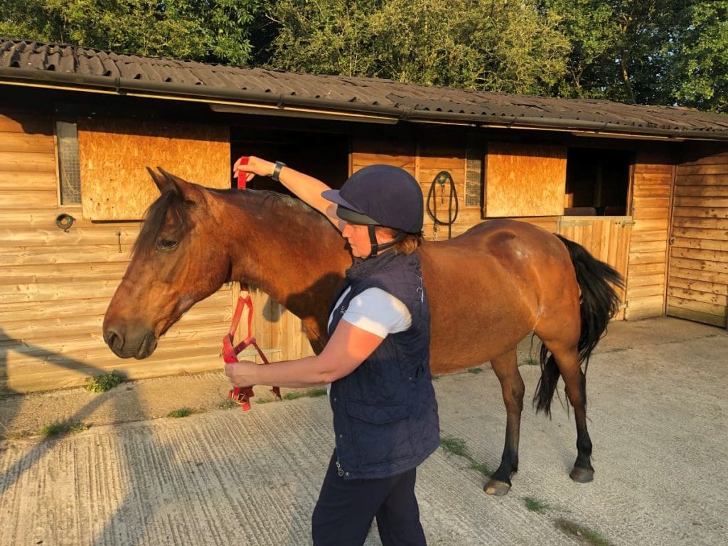 How to Fit the Dually Halter Correctly: A Step-by-Step Guide ...